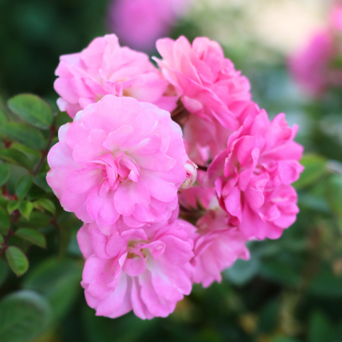 Early Season Care Roses, Mulch, and Nourishing the Garden