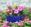 Cora® XDR Vinca Flower Plant | Calloway's Nursery