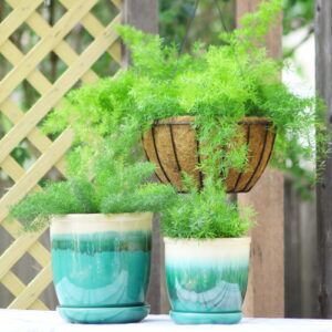 Fantastic Ferns for your Texas Home & Garden
